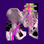 Ischiatic Nerve - Back Pain