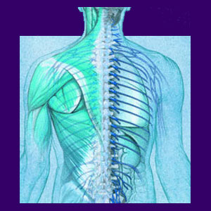 Musculoskeletal Disorders - Back Pain